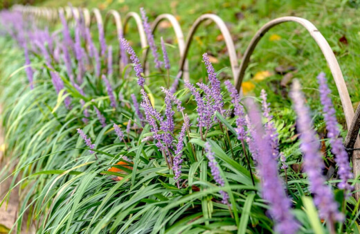 Monkey Grass Ultimate Grow & Care Guide - Sumo Gardener