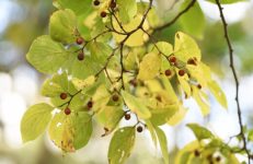 Hackberry Tree | How to Grow and Care Guide - Sumo Gardener