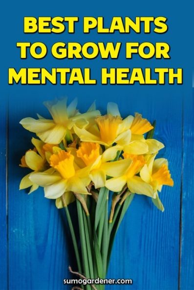 10 Best Plants To Grow For Mental Health - Sumo Gardener