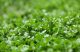 How to Grow Watercress at Home | Ultimate Growing Guide - Sumo Gardener
