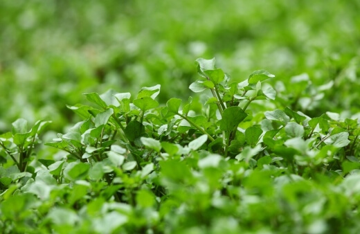 How to Grow Watercress at Home | Ultimate Growing Guide - Sumo Gardener