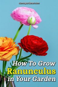 How To Grow Ranunculus in Your Garden - Sumo Gardener
