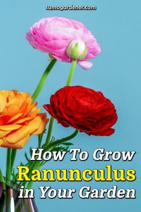 How To Grow Ranunculus in Your Garden - Sumo Gardener