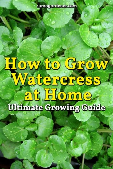 How to Grow Watercress at Home | Ultimate Growing Guide - Sumo Gardener