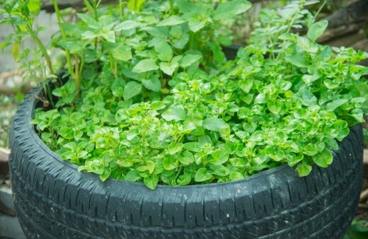 How to Grow Watercress at Home | Ultimate Growing Guide - Sumo Gardener