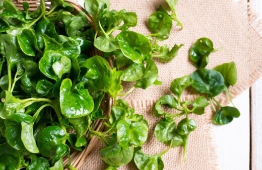 How to Grow Watercress at Home | Ultimate Growing Guide - Sumo Gardener