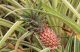 How to Grow a Pineapple at Home | Grow & Care Guide - Sumo Gardener