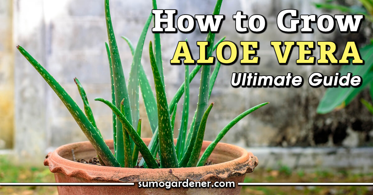 How to Grow Aloe Vera | Ultimate Guide - Sumo Gardener