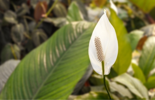 Peace Lilies | How to Grow and Care Guide - Sumo Gardener
