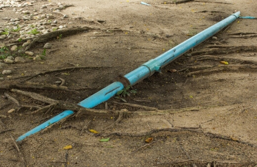 10 Ways to Deal with Tree Roots in Pipes - Sumo Gardener