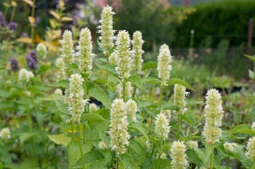 Agastache Ultimate Growing and Care Guide - Sumo Gardener