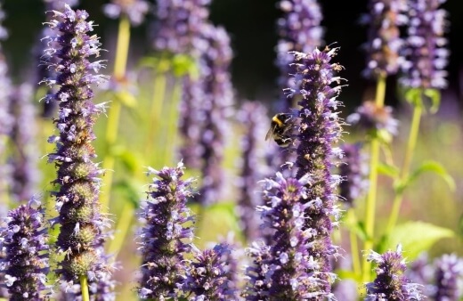 Agastache Ultimate Growing and Care Guide - Sumo Gardener
