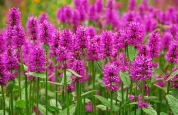 Agastache Ultimate Growing and Care Guide - Sumo Gardener