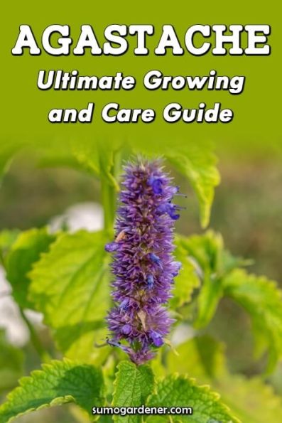 Agastache Ultimate Growing and Care Guide - Sumo Gardener