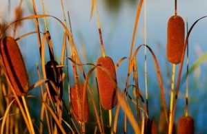 13 Edible Plants In Colorado You Need to Know - Sumo Gardener