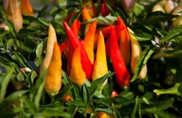 Banana Peppers | How to Grow and When to Pick - Sumo Gardener