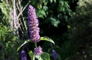 Agastache Ultimate Growing and Care Guide - Sumo Gardener