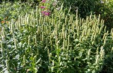 Agastache Ultimate Growing and Care Guide - Sumo Gardener