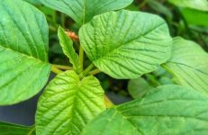 13 Edible Plants In Colorado You Need to Know - Sumo Gardener