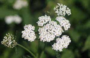 13 Edible Plants In Colorado You Need to Know - Sumo Gardener