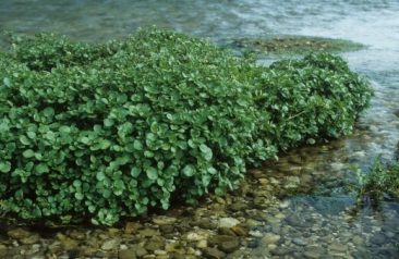 13 Edible Plants In Colorado You Need to Know - Sumo Gardener