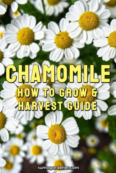 Chamomile – How to Grow and Harvest Guide - Sumo Gardener