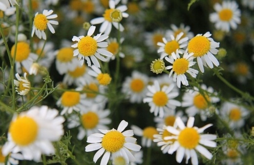 Chamomile – How to Grow and Harvest Guide - Sumo Gardener