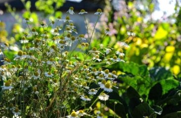 Chamomile – How to Grow and Harvest Guide - Sumo Gardener