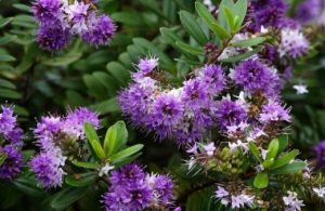 Hebes Plant – How to Grow and Care Guide - Sumo Gardener