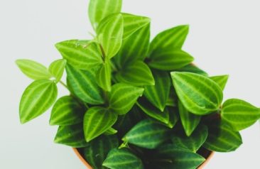 Peperomia Puteolata – Parallel Peperomia Ultimate Growing Guide - Sumo ...