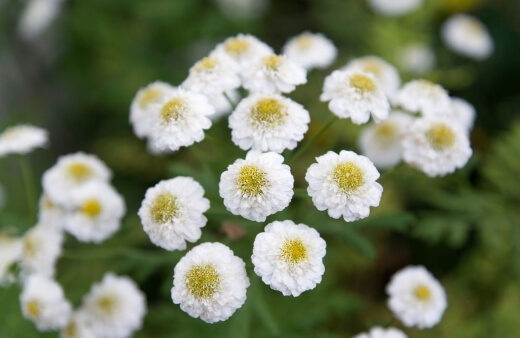 Chamomile – How to Grow and Harvest Guide - Sumo Gardener
