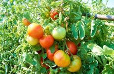 How to Grow Tomatoes Ultimate Guide - Sumo Gardener