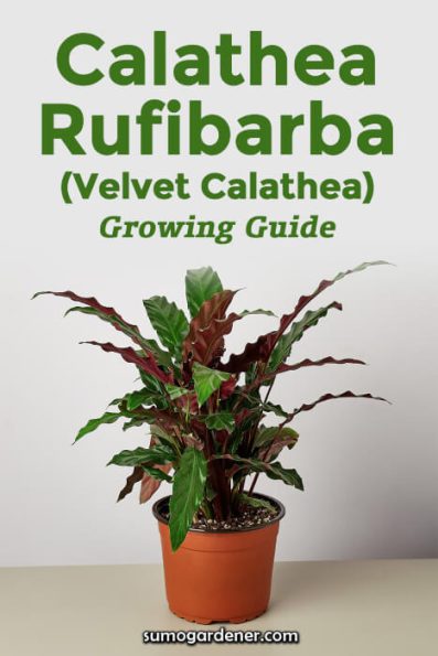 Calathea Rufibarba (Velvet Calathea) Growing Guide - Sumo Gardener