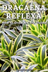 Dracaena reflexa | How to Grow & Care Guide - Sumo Gardener