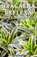 Dracaena reflexa | How to Grow & Care Guide - Sumo Gardener