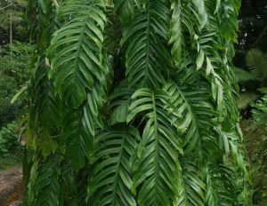 Dragon Tail Plant (Epipremnum Pinnatum) Grow and Care Guide - Sumo Gardener