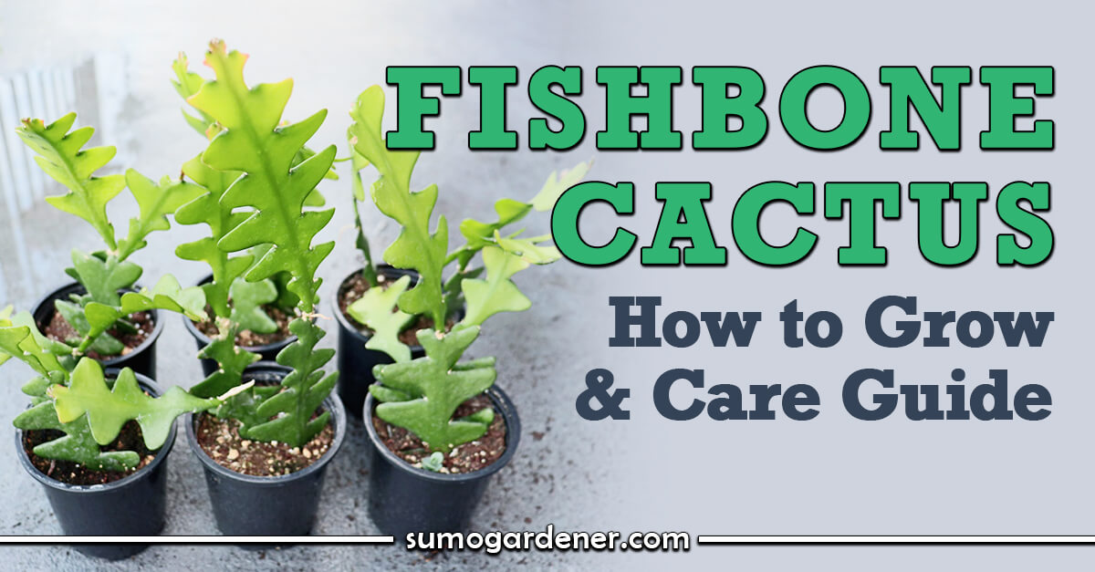 Fishbone Cactus | How to Grow and Care Guide - Sumo Gardener