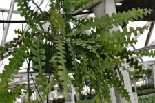 Fishbone Cactus | How to Grow and Care Guide - Sumo Gardener