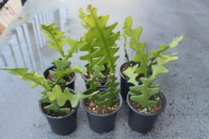 Fishbone Cactus | How to Grow and Care Guide - Sumo Gardener