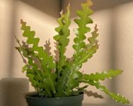 Fishbone Cactus | How to Grow and Care Guide - Sumo Gardener