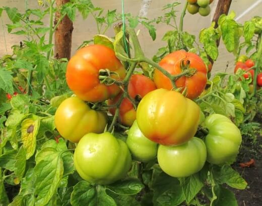 How to Grow Tomatoes Ultimate Guide - Sumo Gardener