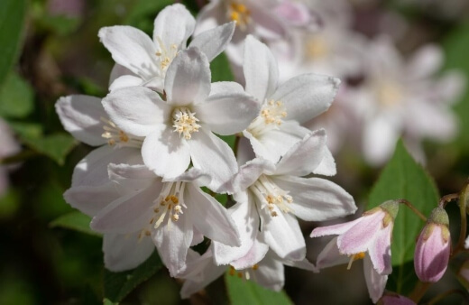 Deutzia | How to Grow and Care Guide - Sumo Gardener