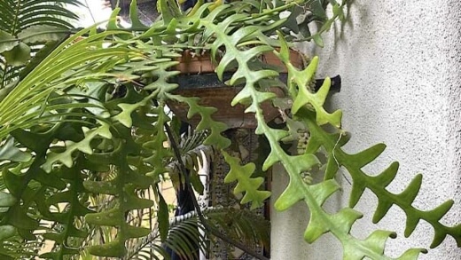 Fishbone Cactus | How to Grow and Care Guide - Sumo Gardener