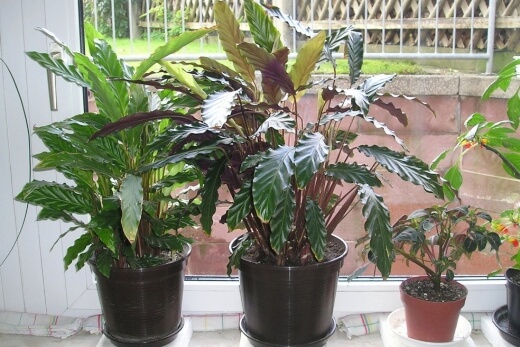 Calathea Rufibarba (Velvet Calathea) Growing Guide - Sumo Gardener