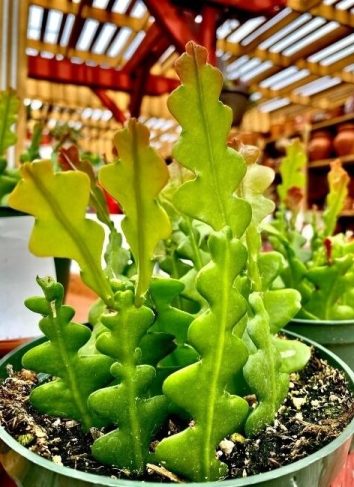 Fishbone Cactus | How to Grow and Care Guide - Sumo Gardener