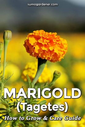Marigold (Tagetes) How to Grow and Care Guide - Sumo Gardener