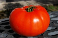 How to Grow Tomatoes Ultimate Guide - Sumo Gardener