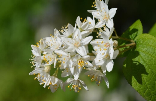 Deutzia | How to Grow and Care Guide - Sumo Gardener