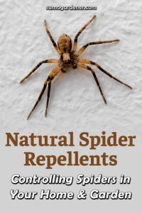 6 Best Natural Spider Repellents for Your Home and Garden