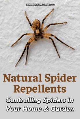 6 Best Natural Spider Repellents for Your Home and Garden